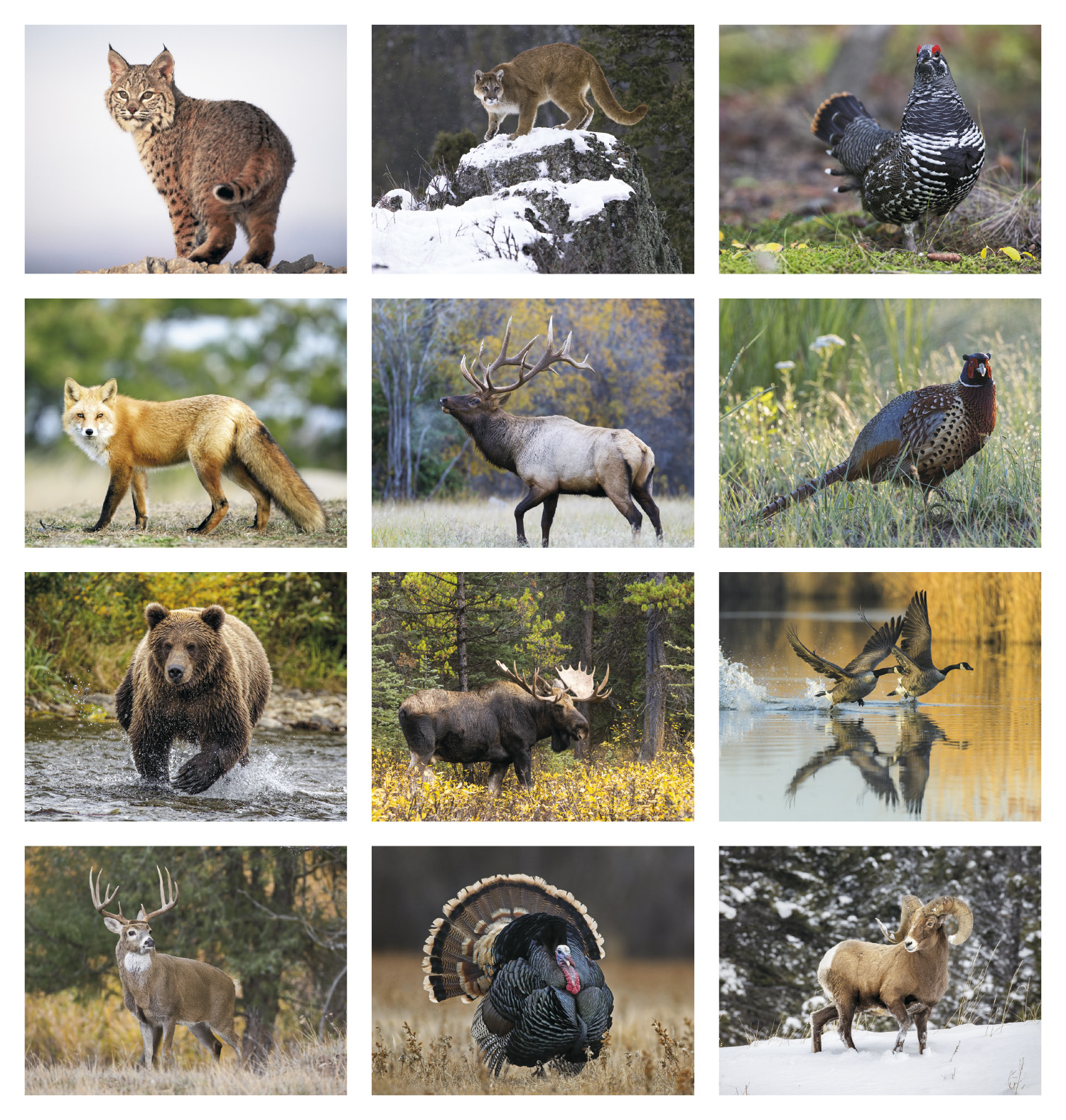 Wildlife 13-Month Full-Size Spiral Wall Calendar- #403 : Imprinted ...