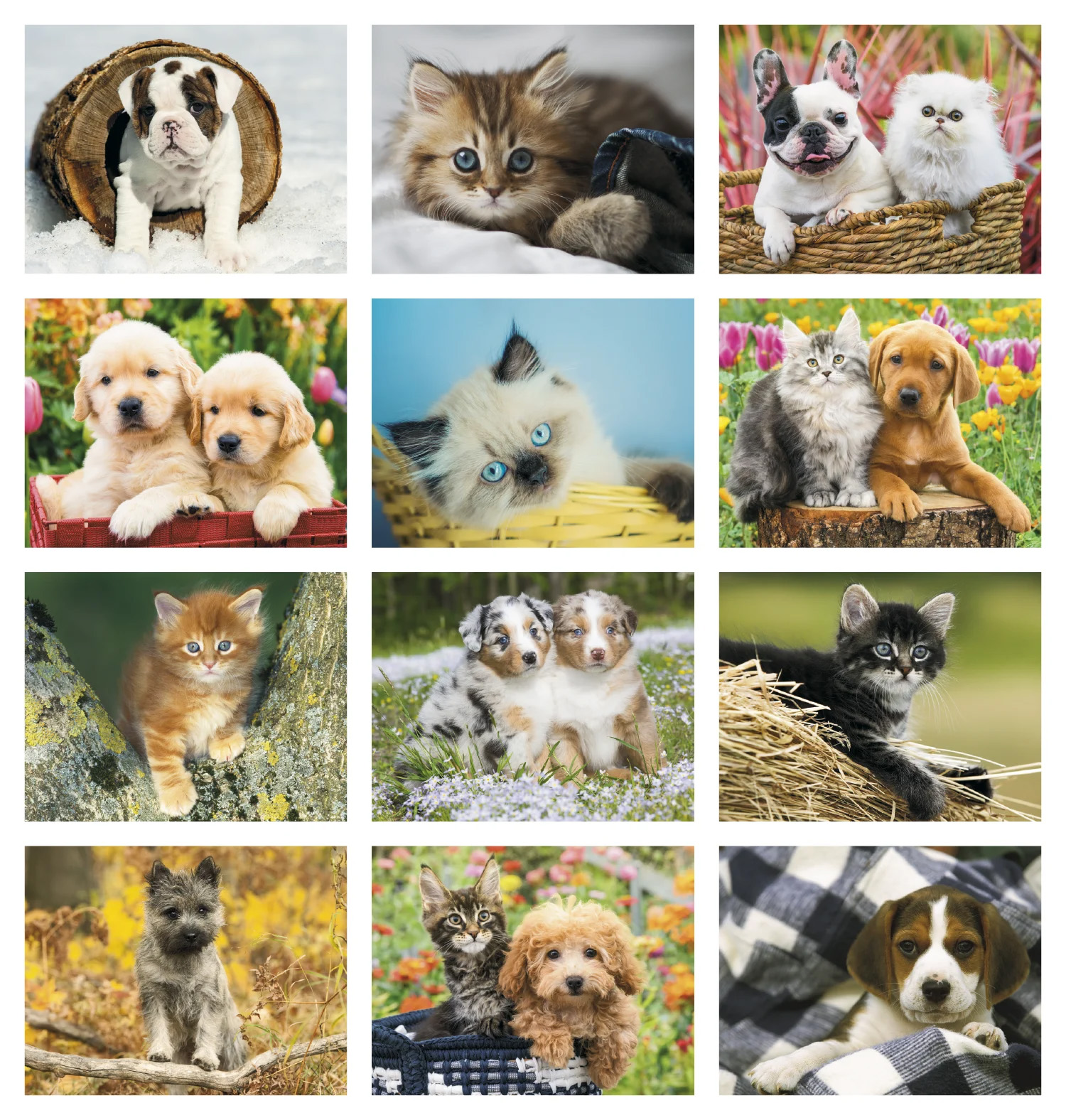 Four Paws 13-Month Full-Size Spiral Wall Calendar- #410 : Imprinted ...